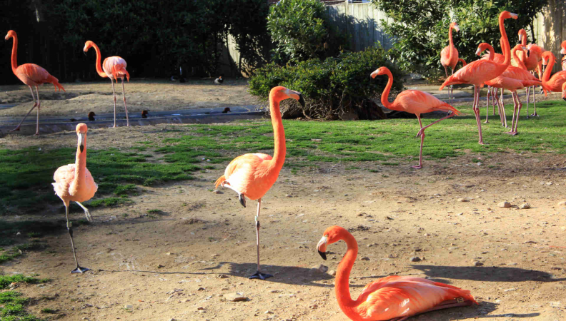Why Flamingos are the Most Interesting Birds in the World